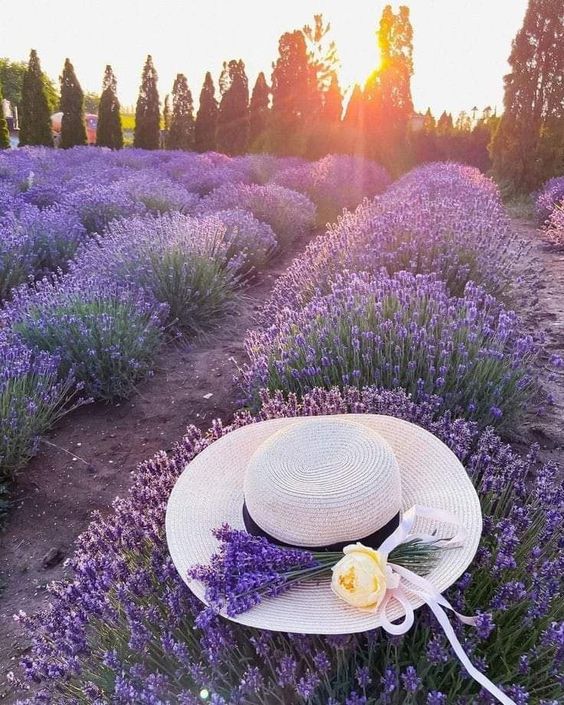 Vintage World Roses & Provance - Vintage World - Roseboxes, Flowerboxes